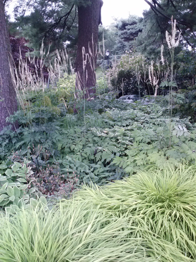 Plants We Like : Actea | GARDENOPOLIS Cleveland