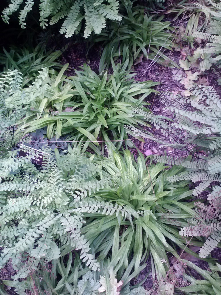 Diverse Landscapes for Shaded Areas Using Ferns and Sedges: With Photos ...