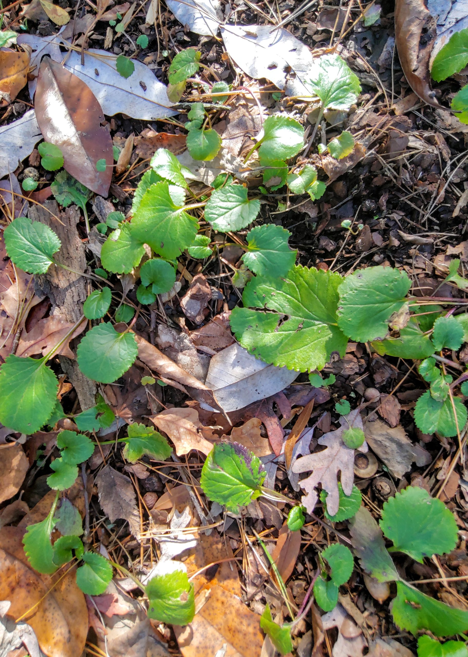 From the hinterlands of Clover, South Carolina | GARDENOPOLIS Cleveland